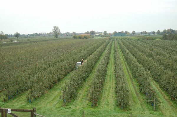 Obstbau – KiwiThek
