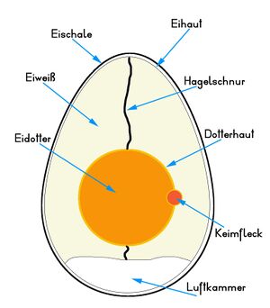 Hühnerei/einfach – KiwiThek