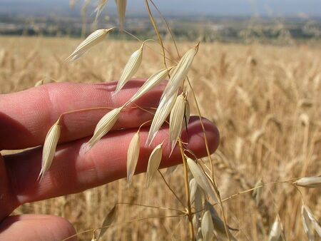 Getreide – KiwiThek