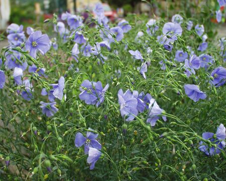 Landwirtschaft – KiwiThek