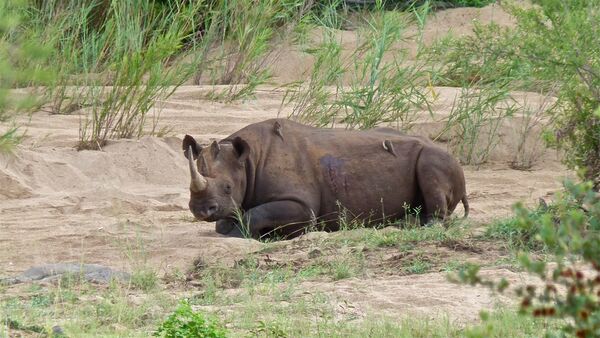 Nashorn – KiwiThek