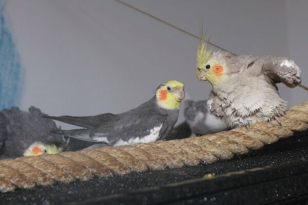 Nymphensittich – KiwiThek